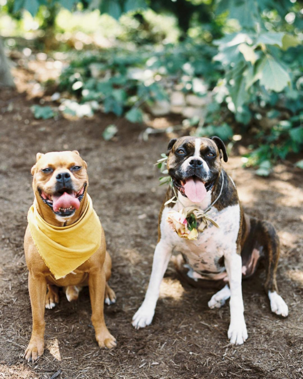 30 Dogs of Honor That Did A Very Good Job Indeed ⋆ Ruffled