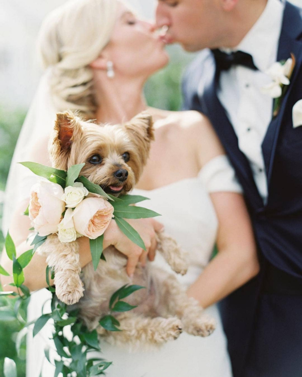 30 Dogs of Honor That Did A Very Good Job Indeed ⋆ Ruffled